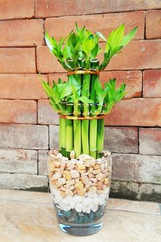 Paling Bagus 13+ Gambar Bunga Bambu Rejeki - Gambar Bunga Indah