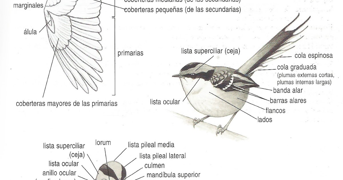 Taxonomía del Plumaje de las Aves (Topografía) ~ Bestiario