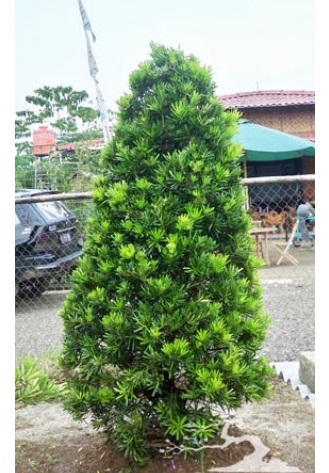 Tanaman / Pohon unik Lohansung