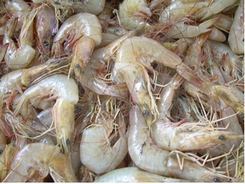 Kitin dan Kitosan Serupa Namun Tak Sama : Pemanfaatan Limbah Udang ...