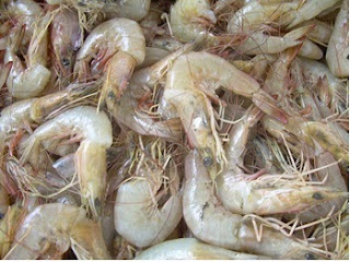 Kitin dan Kitosan Serupa Namun Tak Sama : Pemanfaatan Limbah Udang ...