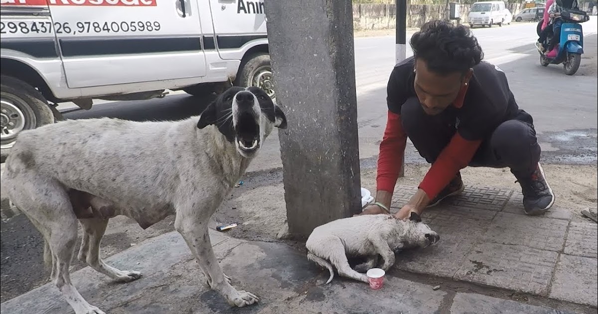 Mother Dog Cries For Help For Her Wounded Puppy. Watch The Rescue And ...