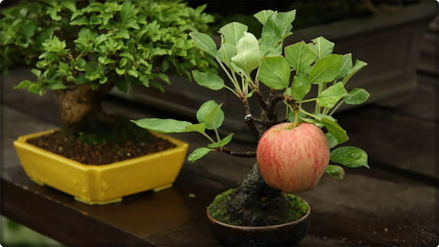 That 7 fruit trees can grow at in home