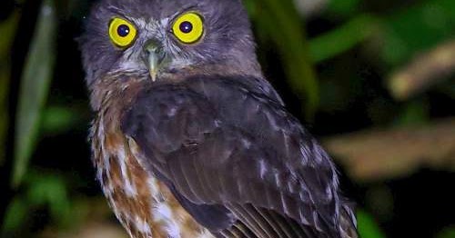 Andaman hawk-owl (Andaman boobook) | Birds of India | Bird World