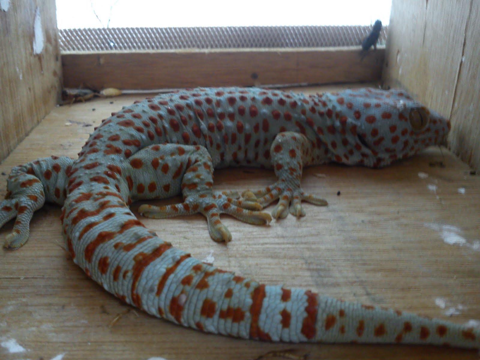 GECKO TRADE: CARA MEMBEDAKAN JENIS KELAMIN TOKEK