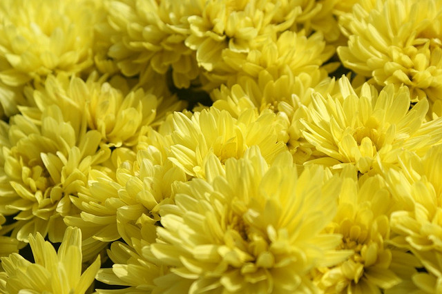 Pada abad ke empat, Jepang mulai membudidayakan Krisan, dan pada tahun ...