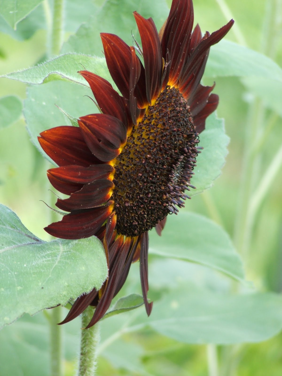 God's Growing Garden: Eight Sunflowers and Counting