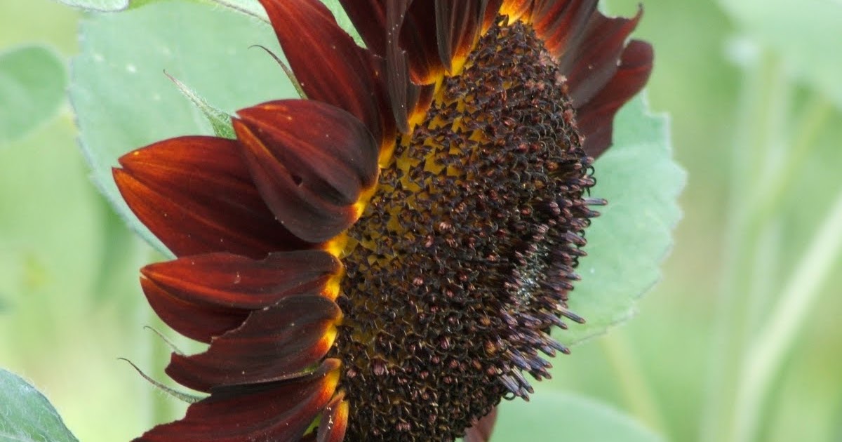 God's Growing Garden: Eight Sunflowers and Counting