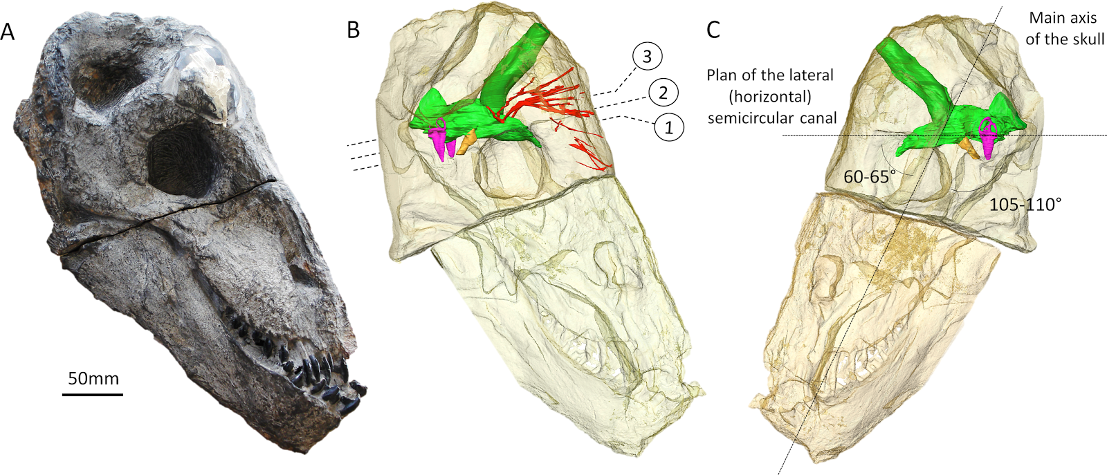 Sciency Thoughts: Moschops capensis: Synchrotron scanning sheds light ...