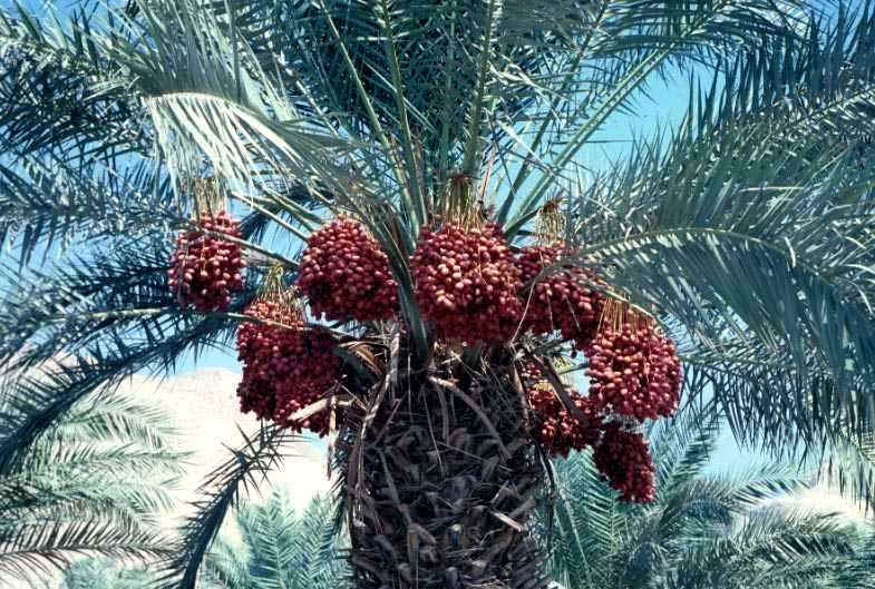 Missy Janette: Reminisce Saudi Arabia : Dates Tree