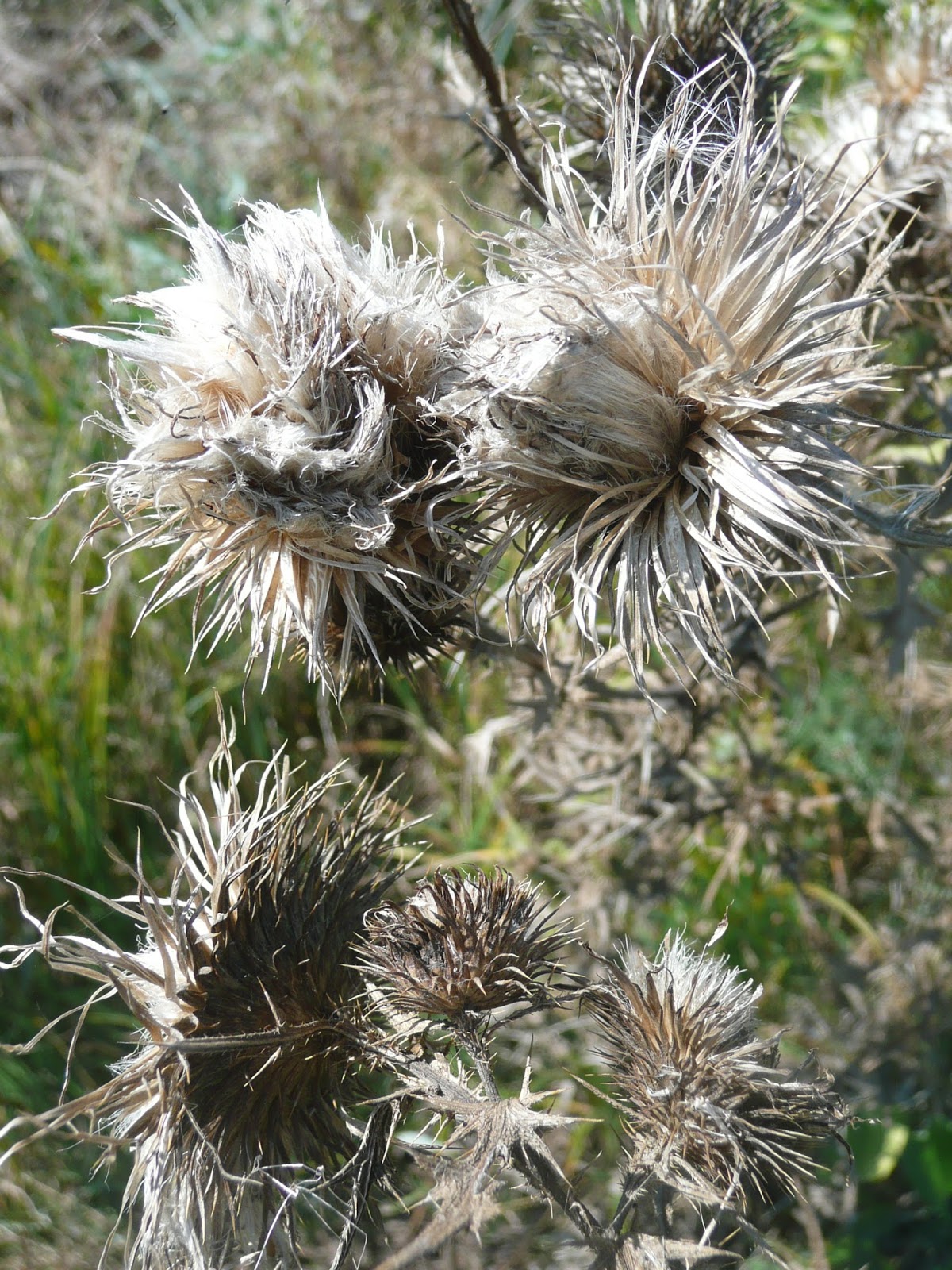 Made by Deni: BODLÁK