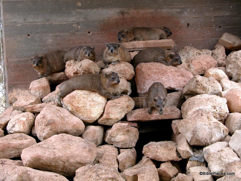 Picture of the Week: Rock Badgers - BiblePlaces.com