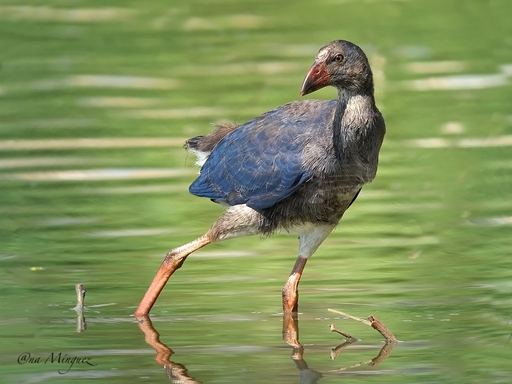 NATURANAFOTOS: Ardeidas, Anades, limícolas/Waterbirds