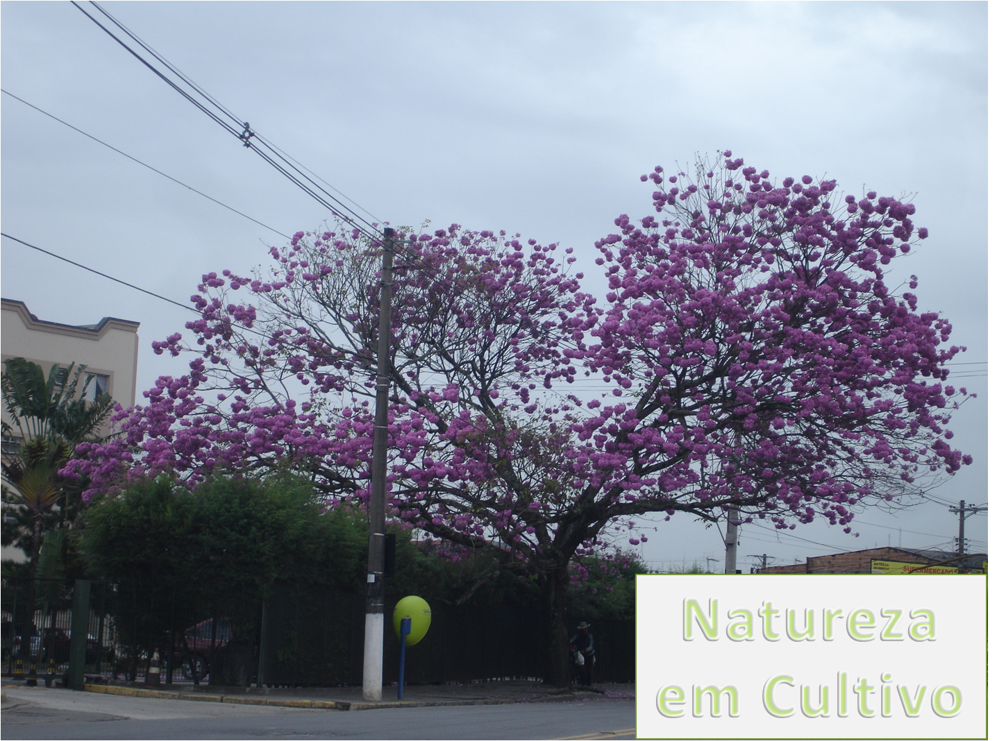 Natureza em Cultivo: Ipê-rosa