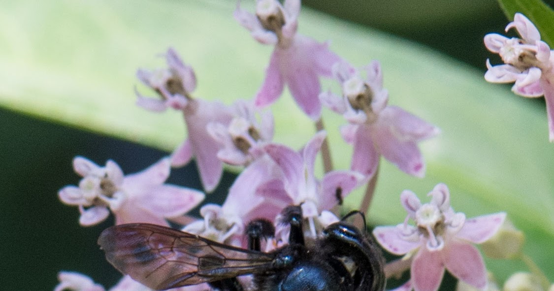 Gaia Garden: BugGuide for the Win!