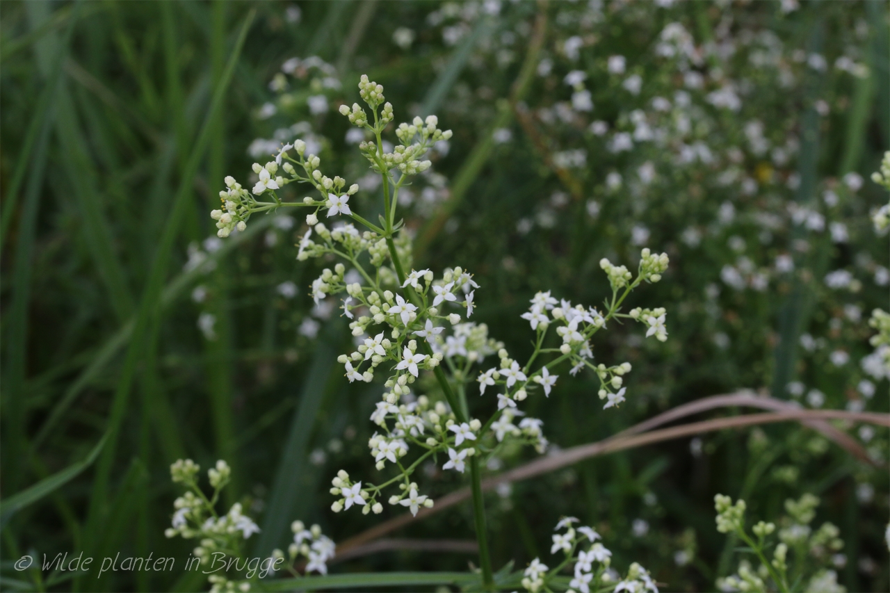 Wilde planten in Brugge: Glad walstro