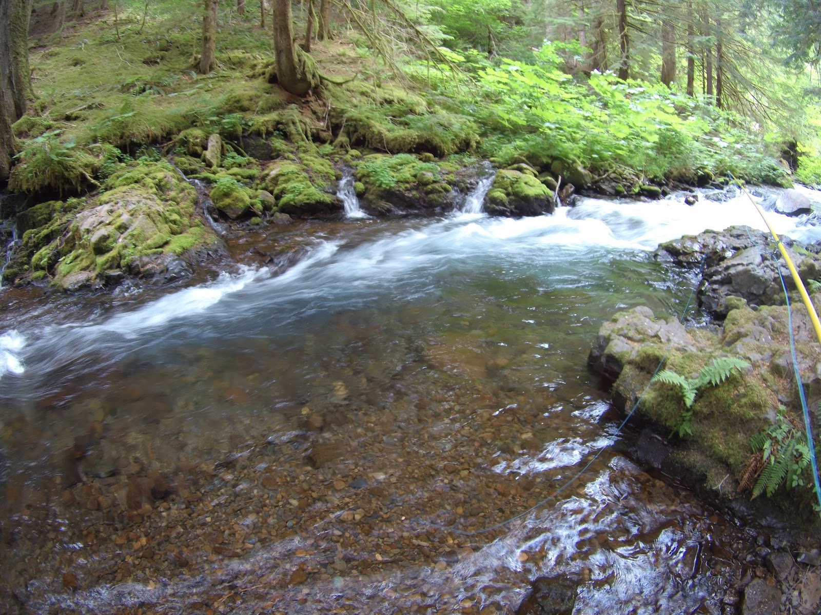 Travel Trip Report: Washington State Upper North Fork Lewis River ...