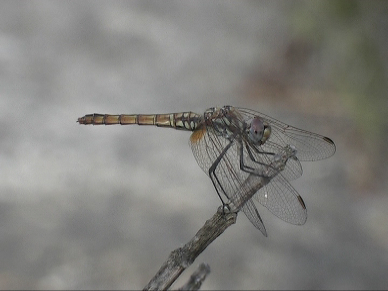 Birding and Dragonfly Videos