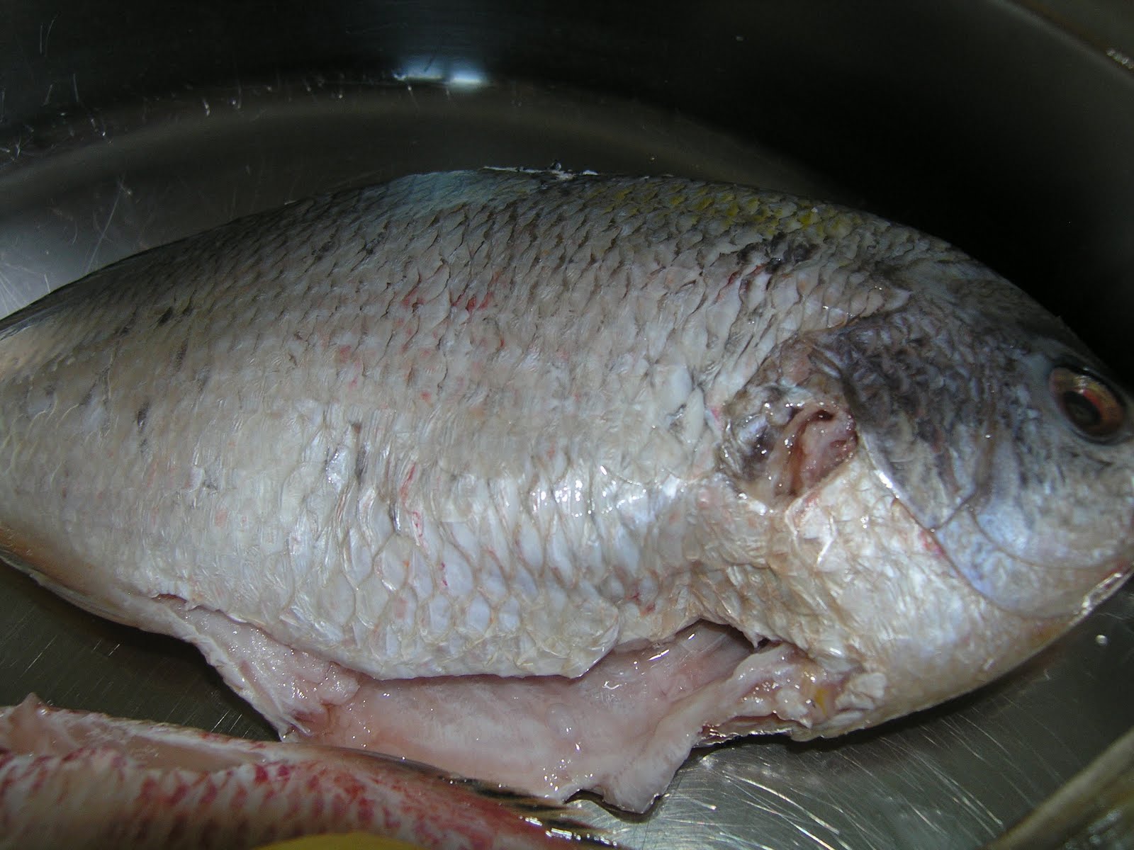 Simposia: Fish Plaki - Ψαρι Πλακι