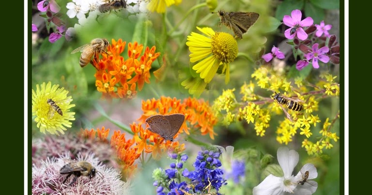 Pollinators: Beginners Guide to Pollinators