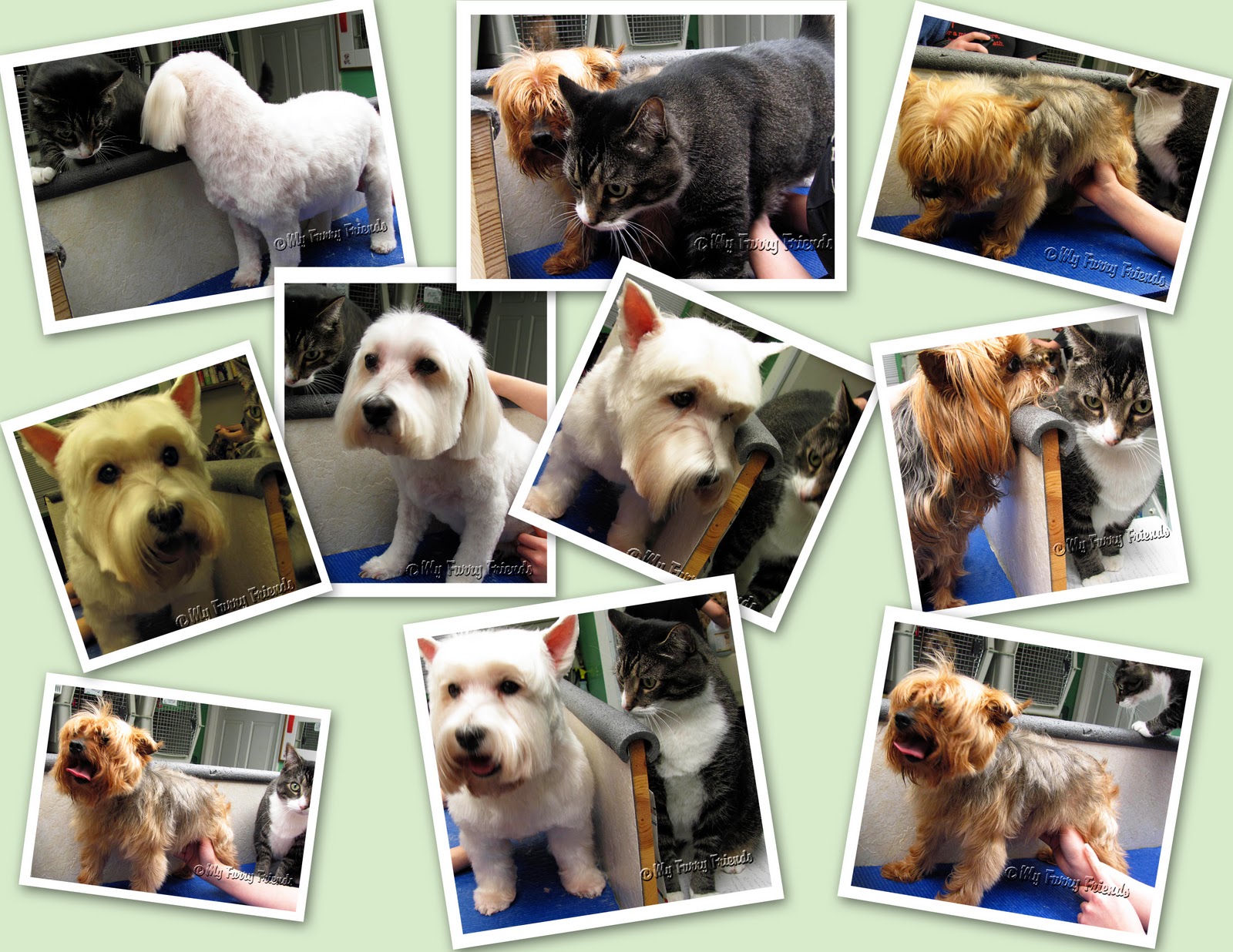 Pet Grooming: The Good, The Bad, & The Furry: More Before & After Pictures