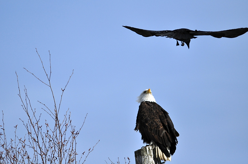 Kirt & Roger LIVE!: Eagle vs Raven
