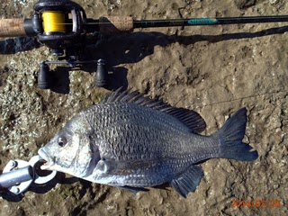 SECRET BARRAMUNDI by Hiro Nakamura: Sunday afternoon 34cm and 33cm ...