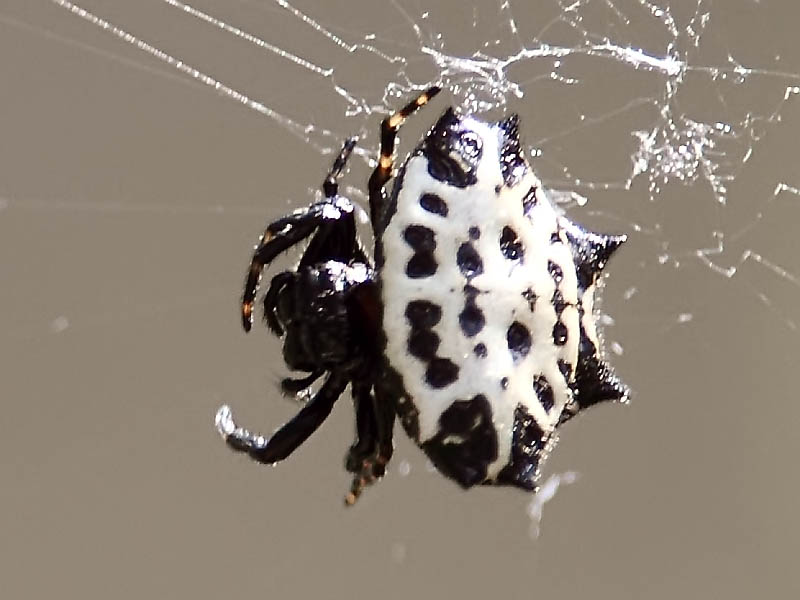 Ecobirder: The Short Life of the Spiny-backed Orbweaver