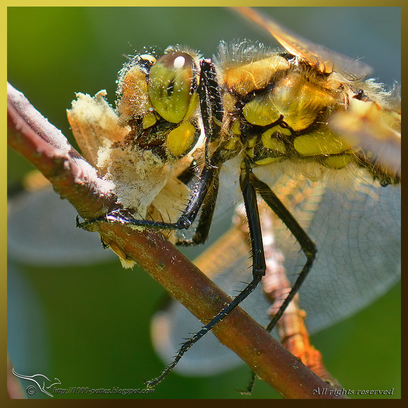 Dragonfly, a formidable predator | Focusing on Wildlife