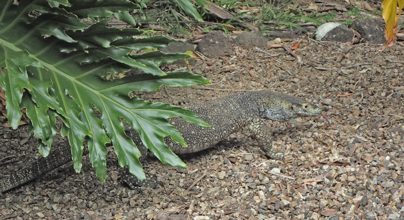 BunyipCo: November 2016