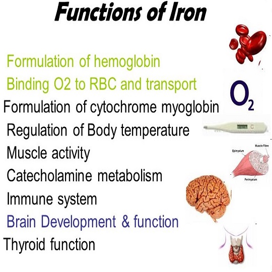 Good Health & Nutrition by Odra: Iron : Essential in the Formation of ...