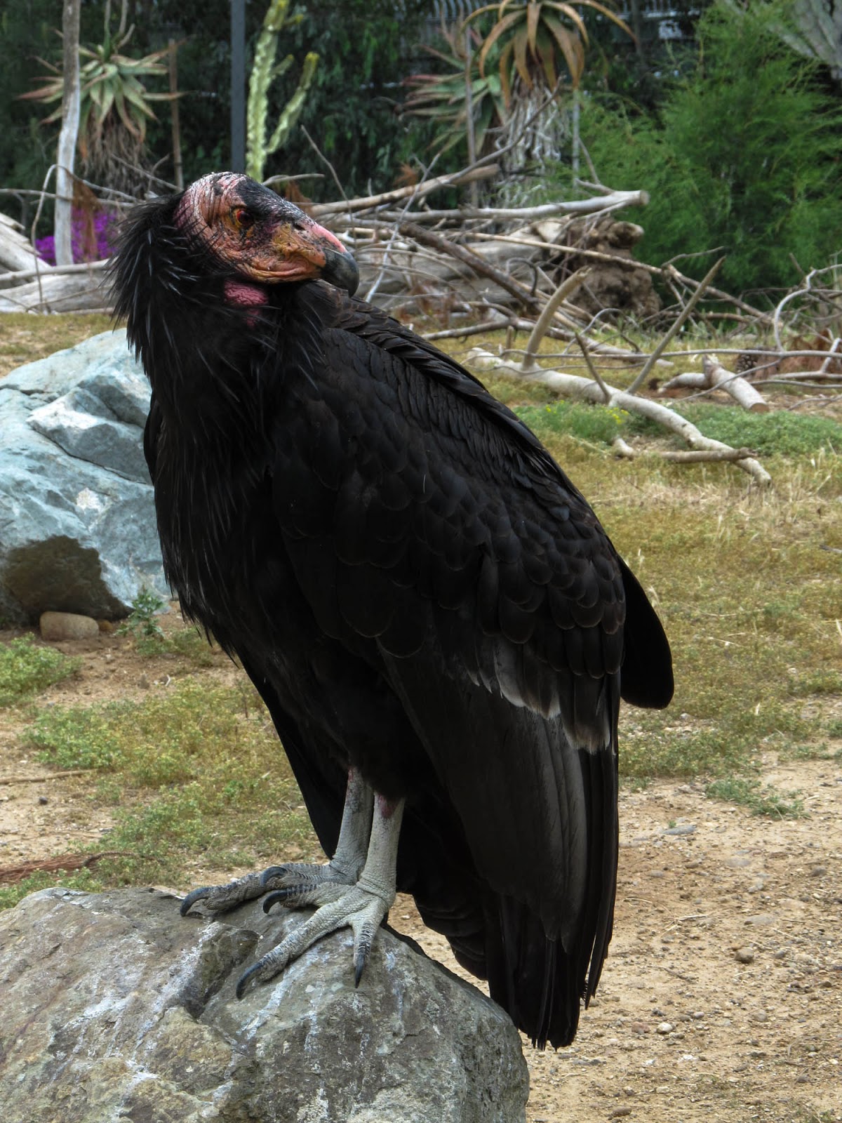 Life with Dylan: California condors - Bald, Beautiful and Back from the ...