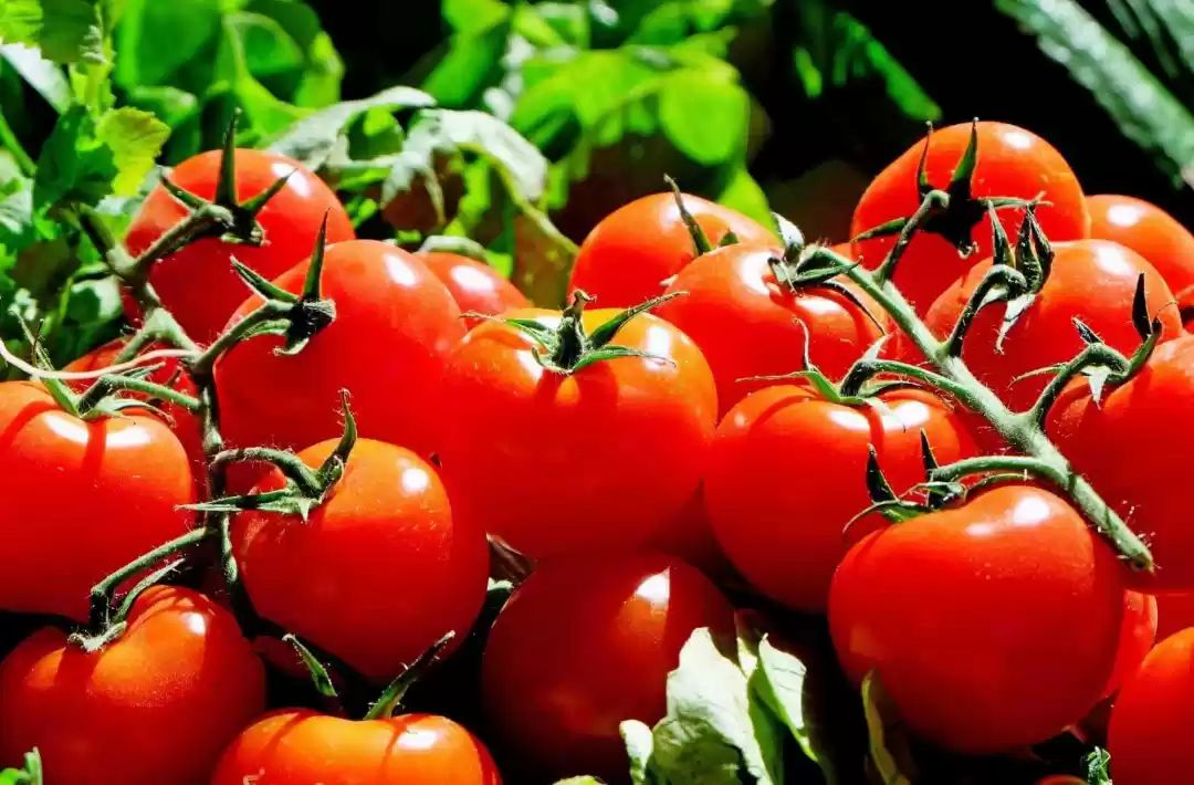 7 side effects of excessive tomato consumption