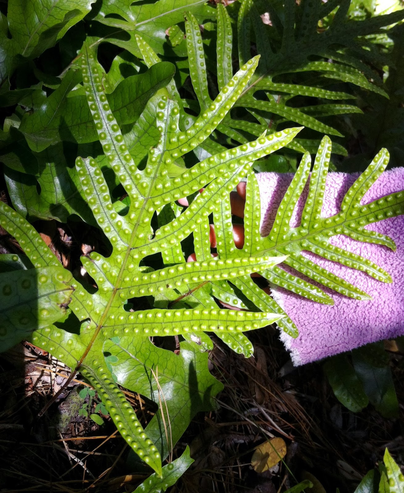 Violet goes green, sort of: Strange nature