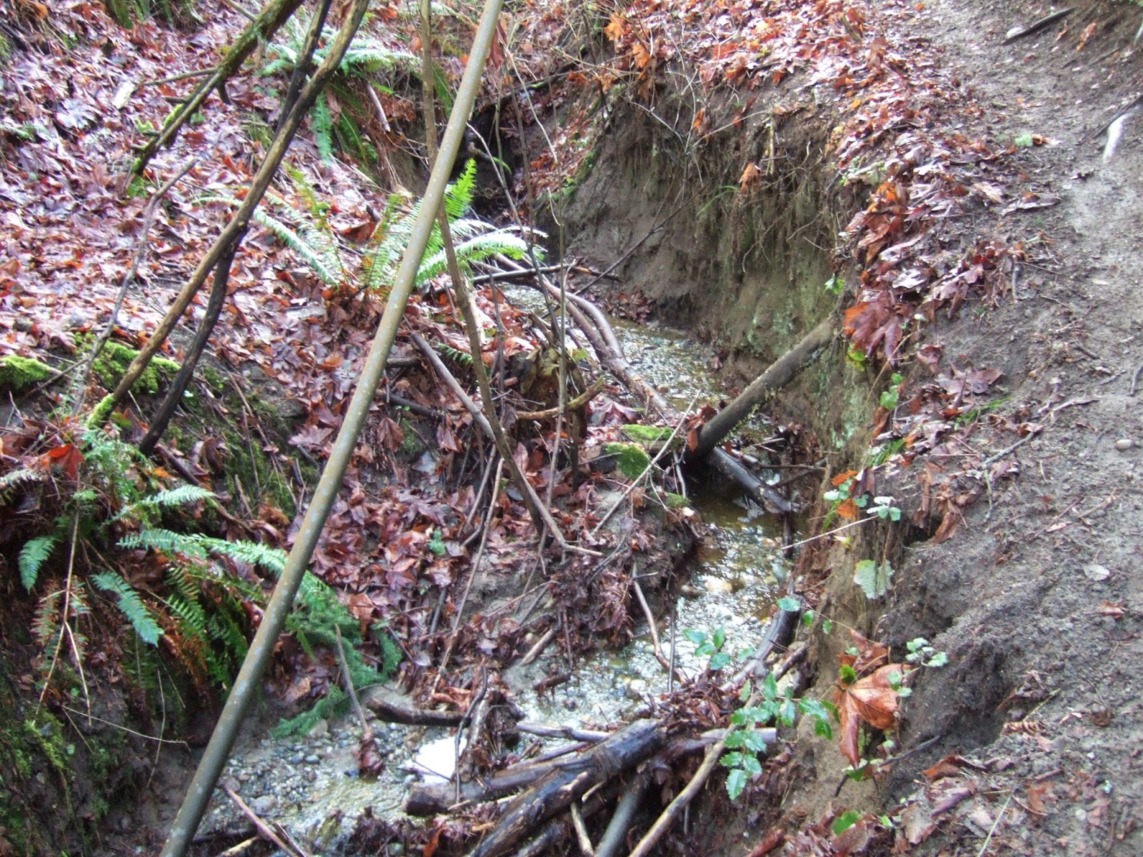 Reading the Washington Landscape: Field Work: Incised Stream/Landslide ...