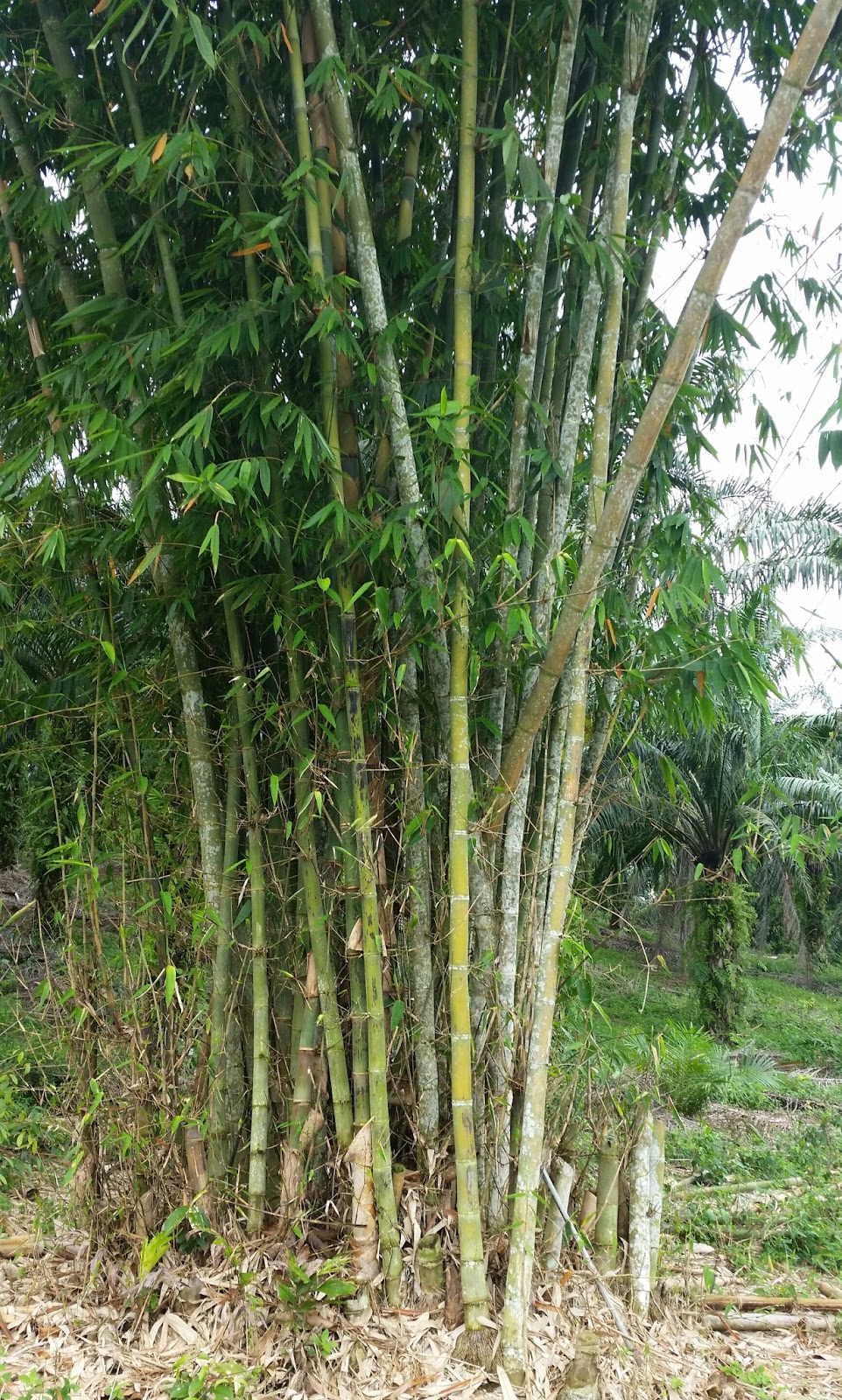 Warisan Petani: Pokok Buluh 1 : Buluh Betung.