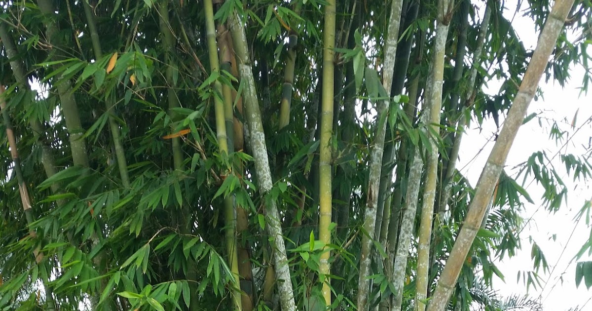 Warisan Petani: Pokok Buluh 1 : Buluh Betung.