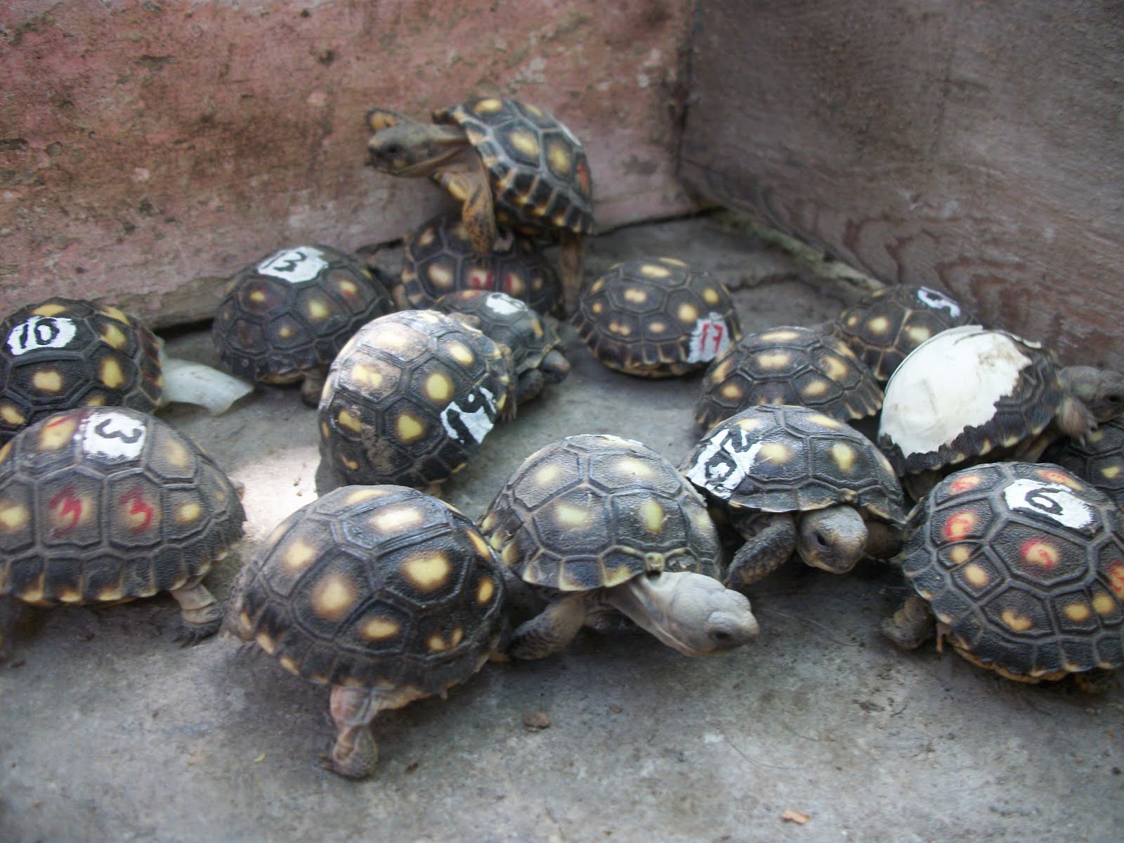 CRIADOR DE LA TORTUGA DE TIERRA,GOPEHRUS BERLANDIERI: FECHAS EN QUE ...