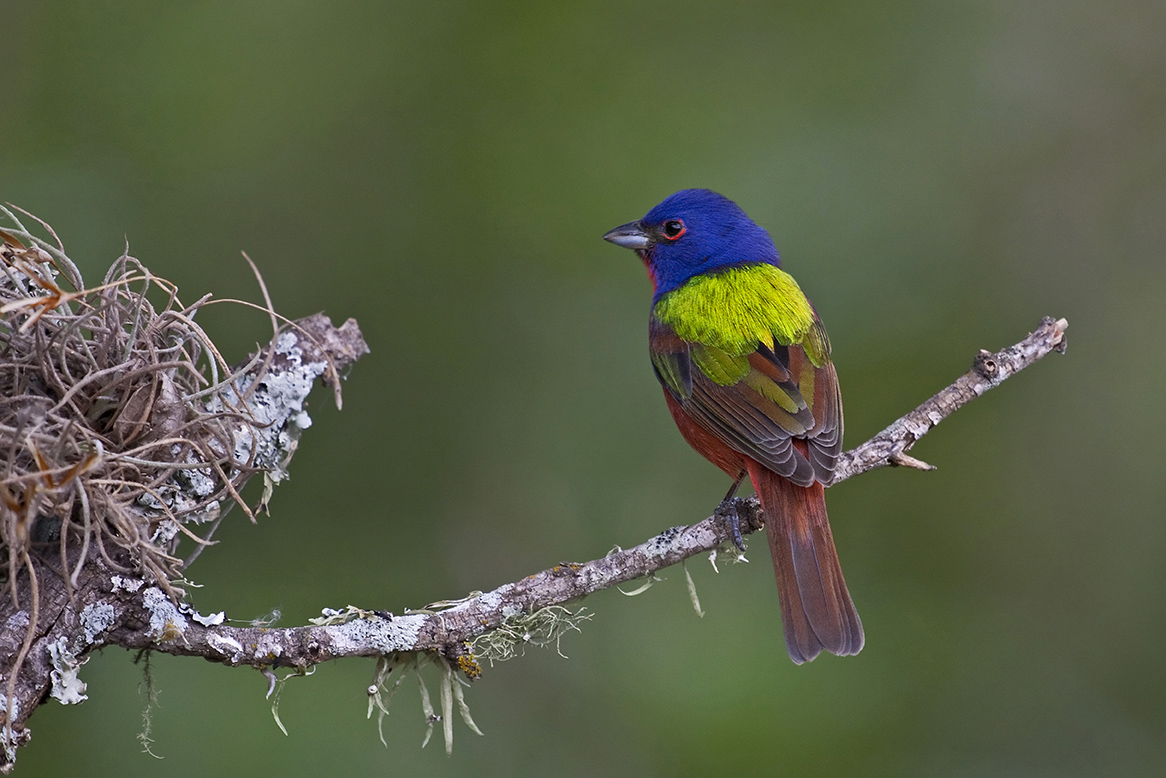 Birding Is Fun!: The Painter's Palette