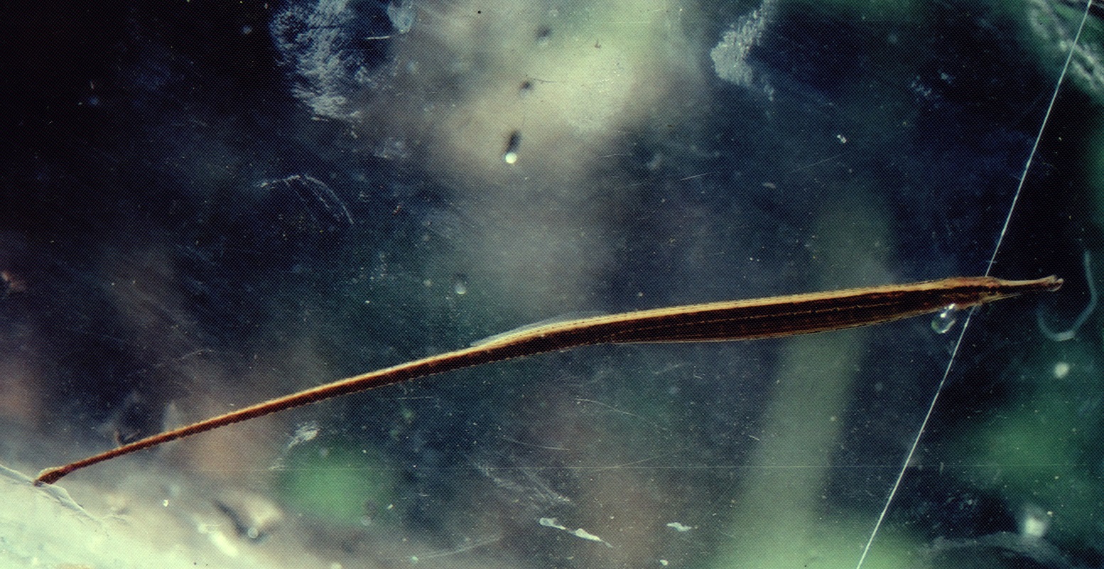 Microphis ocellatus - ocellated pipefish - Punchi ata theliya ...
