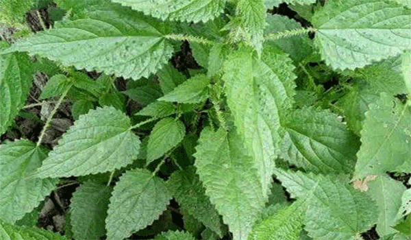 Kandali (Nettle)