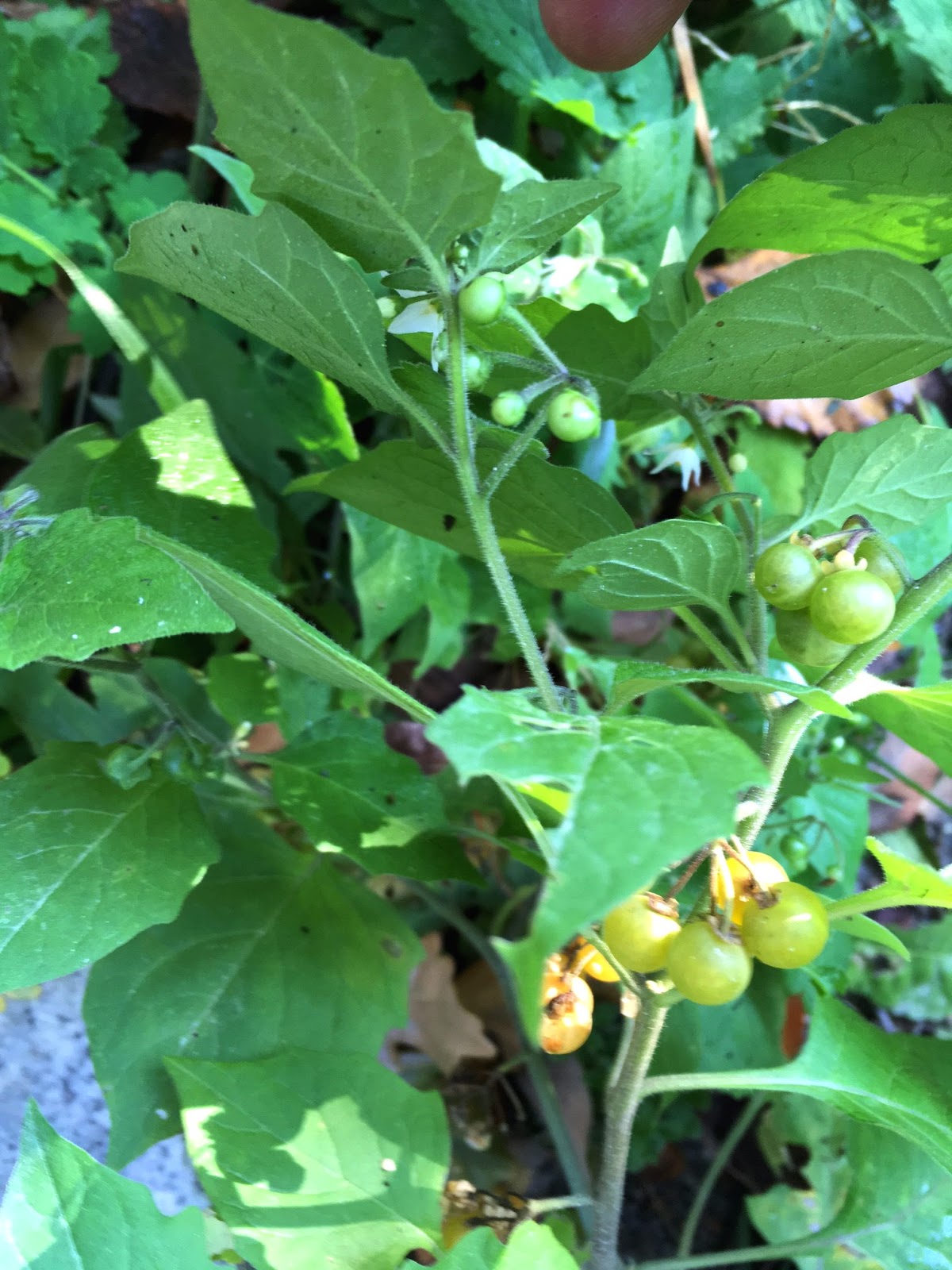 Scirpidiella's Plants: Rare “Black Nightshades” (Solanum sect. Solanum)