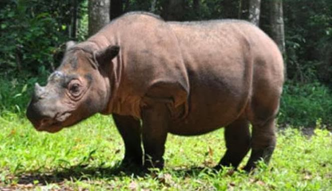Badak Sumatera (Dicerorhinus sumatrensis) ~ Fauna Nusantara