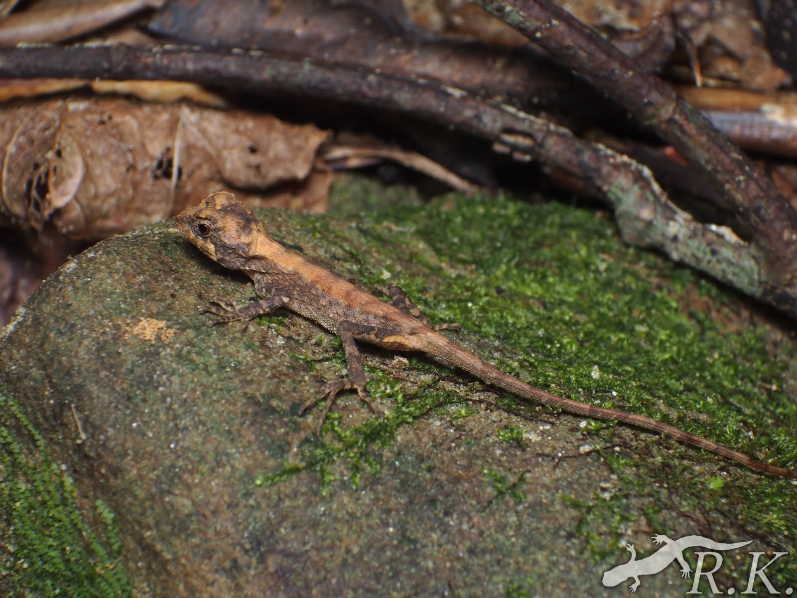 小さな隣人たちの世界: サキシマキノボリトカゲ Diploderma polygonatum ishigakiense (Van ...