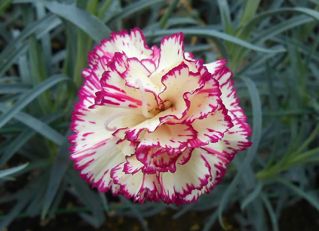 My Virtual Garden: Longwood Ca