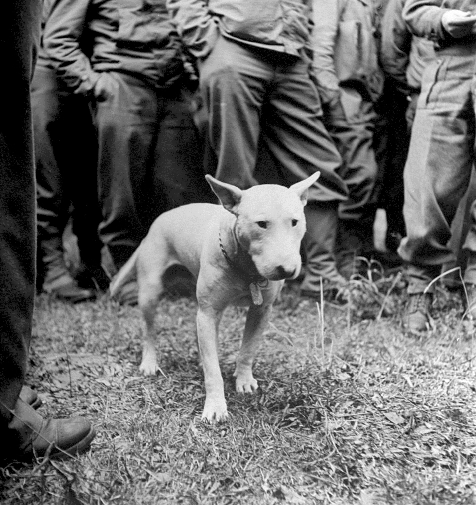 NUNCAJAMAS COCKER: GUILLERMITO; EL BULL TERRIER DEL GENERAL PATTON