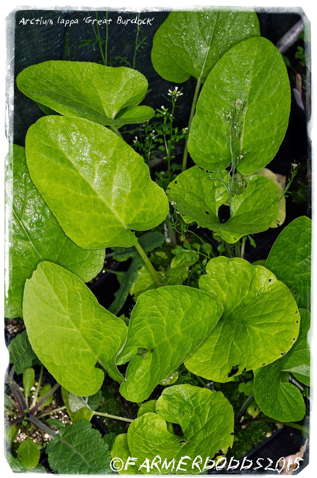 NATIVE BRITISH HERBS: A