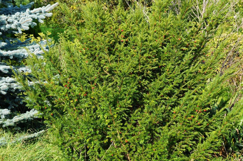 fabol: Eibe & Eibenholz