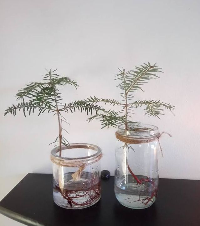 Fredes: Grøn og enkel julepynt