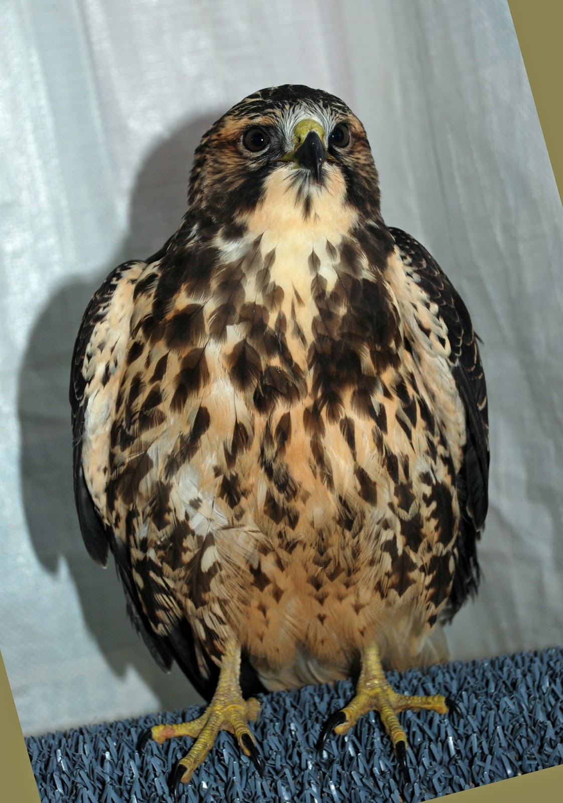 Ironside Bird Rescue, Inc.: Starving baby